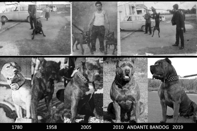 BADNOG HISTORY - Andante Bandog